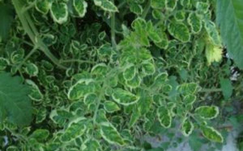 Be aware of Tomato Yellow Leaf Curl Virus | Lake City Reporter